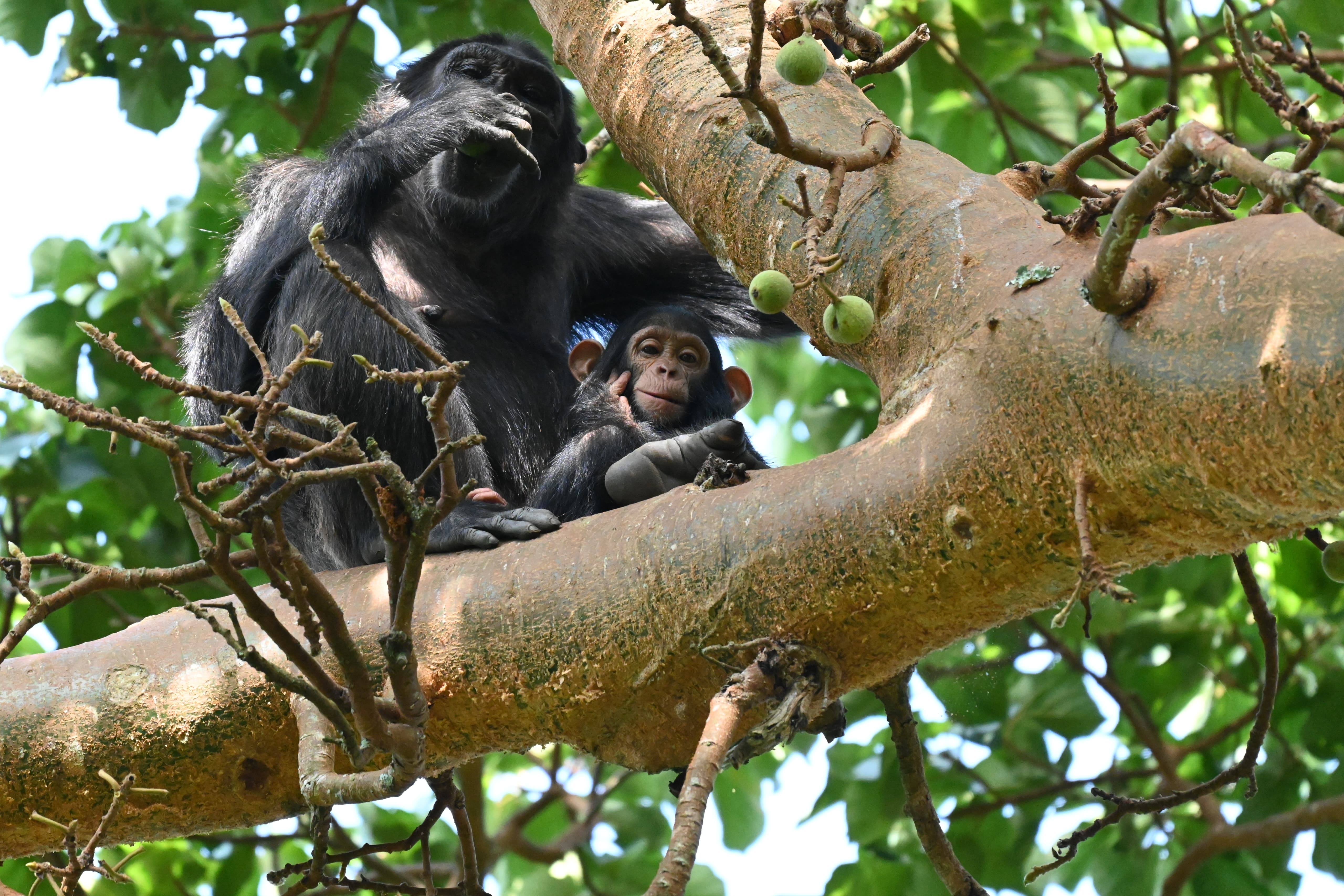 Giving the Chimps their Home Back – Talks in Tan-dem